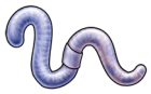 Cloud Worm | Xanje